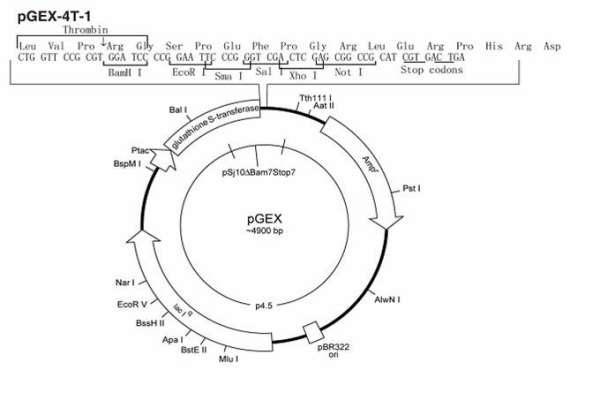 GST标签载体，pGEX-6P-1和pGEX-4T-1的区别 - 大明白知识网